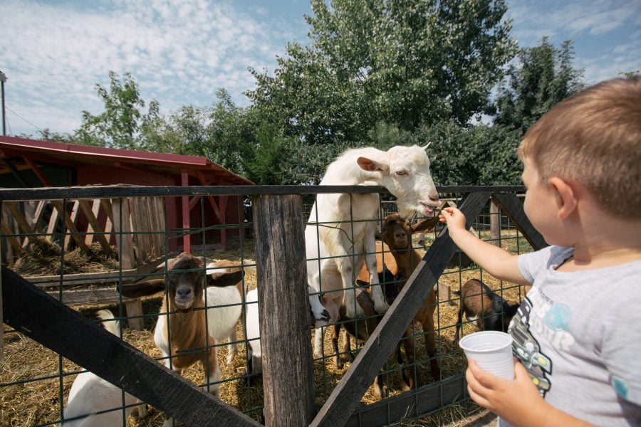 Educație | Ferma Animalelor