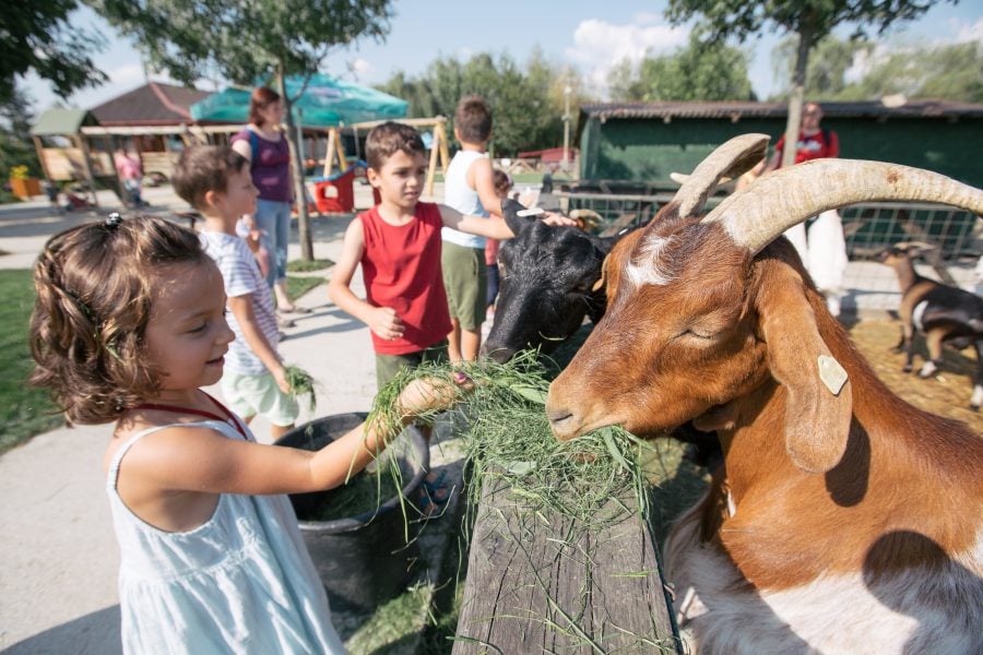 Ce este Ferma Animalelor? | Ferma Animalelor