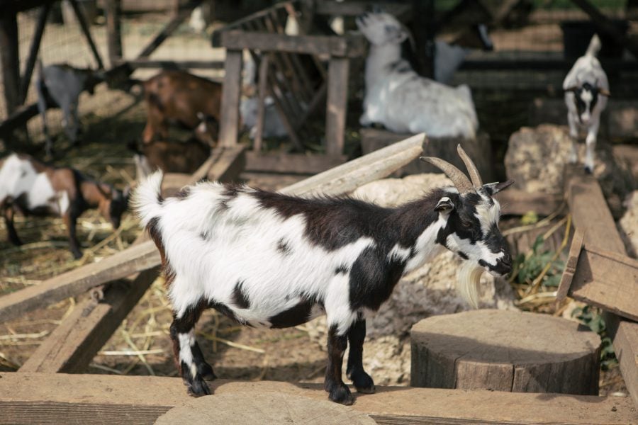 Capra | Ferma Animalelor