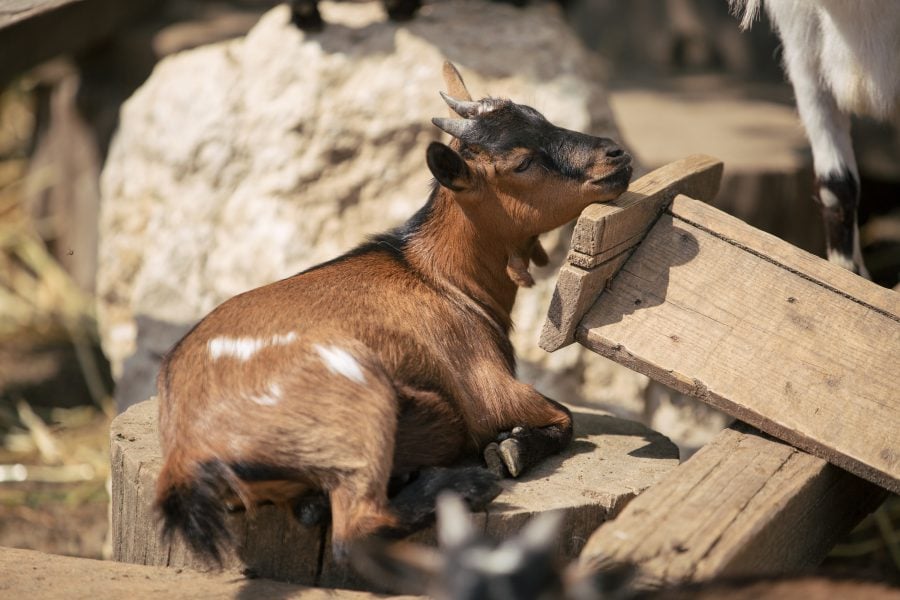 Capra | Ferma Animalelor