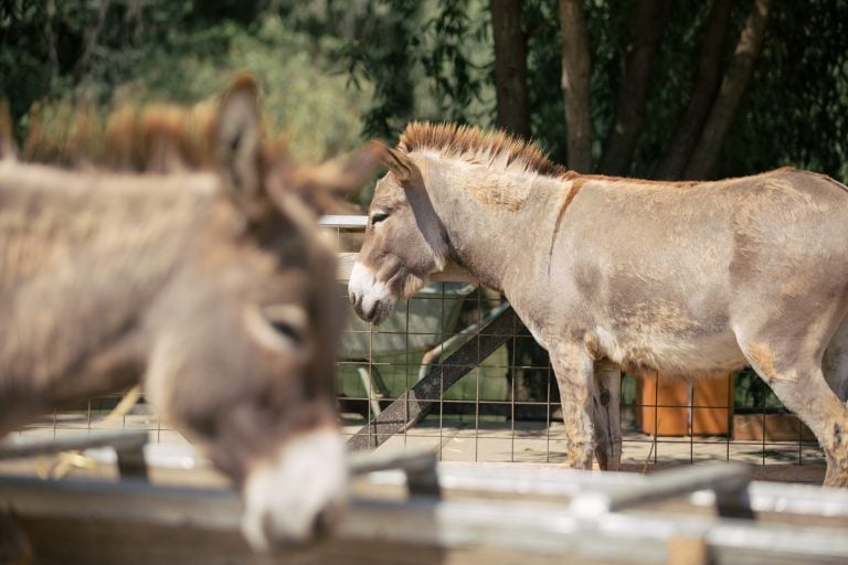 Măgarul | Ferma Animalelor