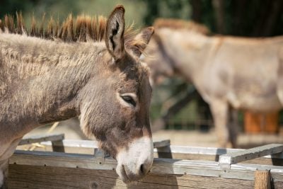 Măgarul | Ferma Animalelor