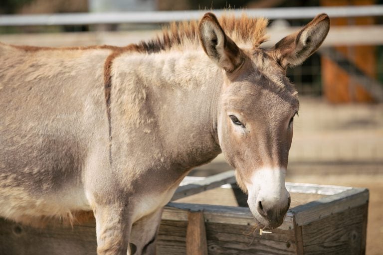 Măgarul | Ferma Animalelor
