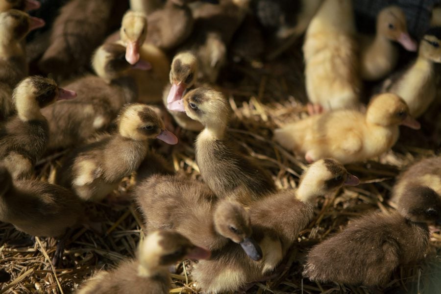 Rața | Ferma Animalelor