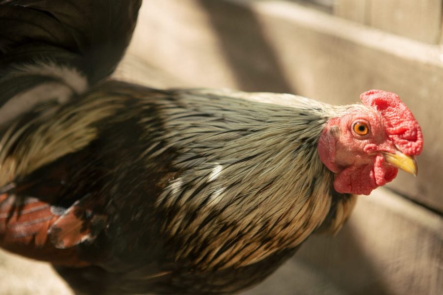 Găina | Ferma Animalelor