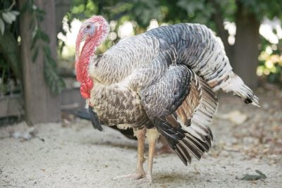 Curcanul | Ferma Animalelor