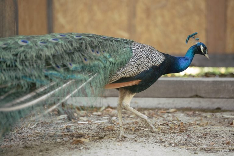 Păunul | Ferma Animalelor