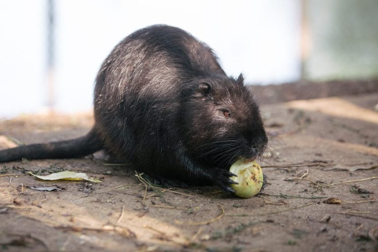 Nutria | Ferma Animalelor