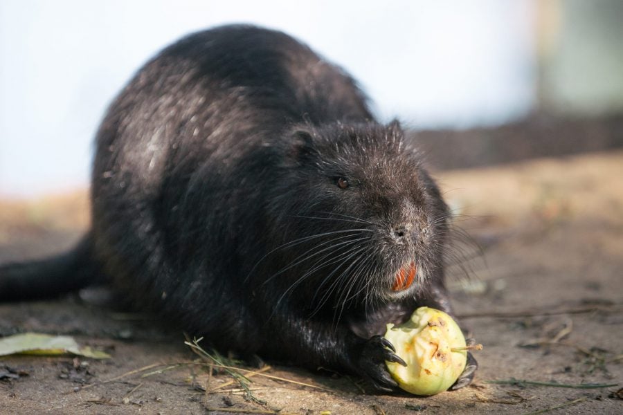 Nutria | Ferma Animalelor