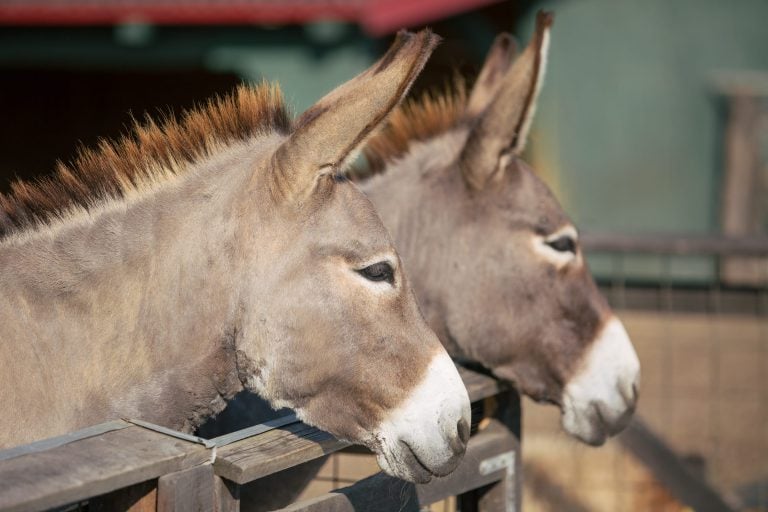 Măgarul | Ferma Animalelor